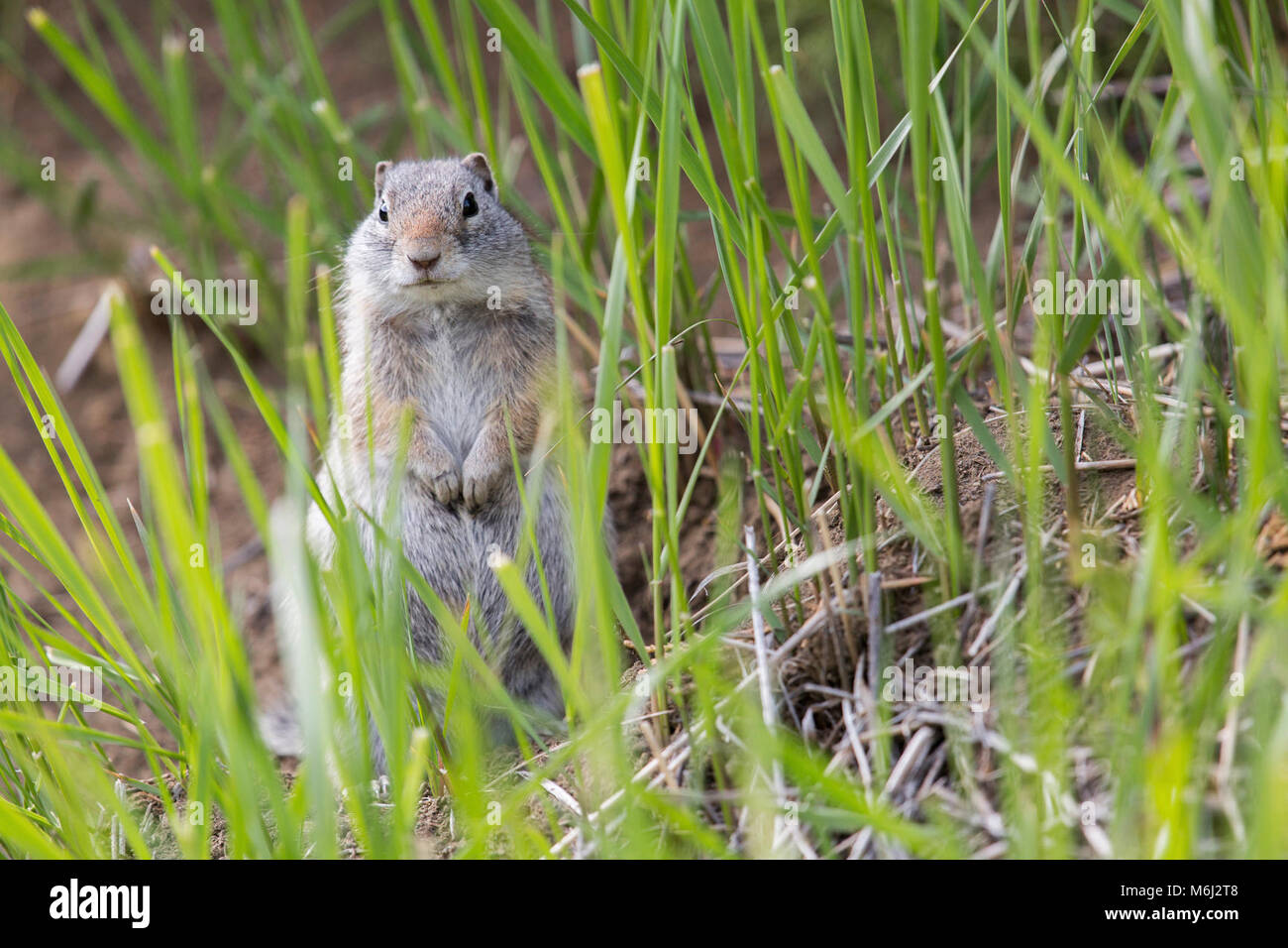 Uinta ground squirrel Stock Photo - Alamy
