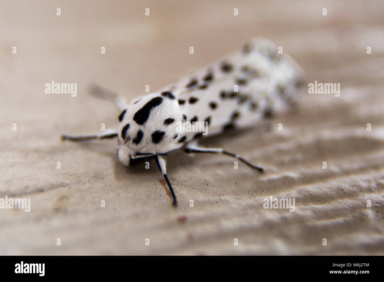 Unknown moth, Mammoth Hot Springs Stock Photo - Alamy