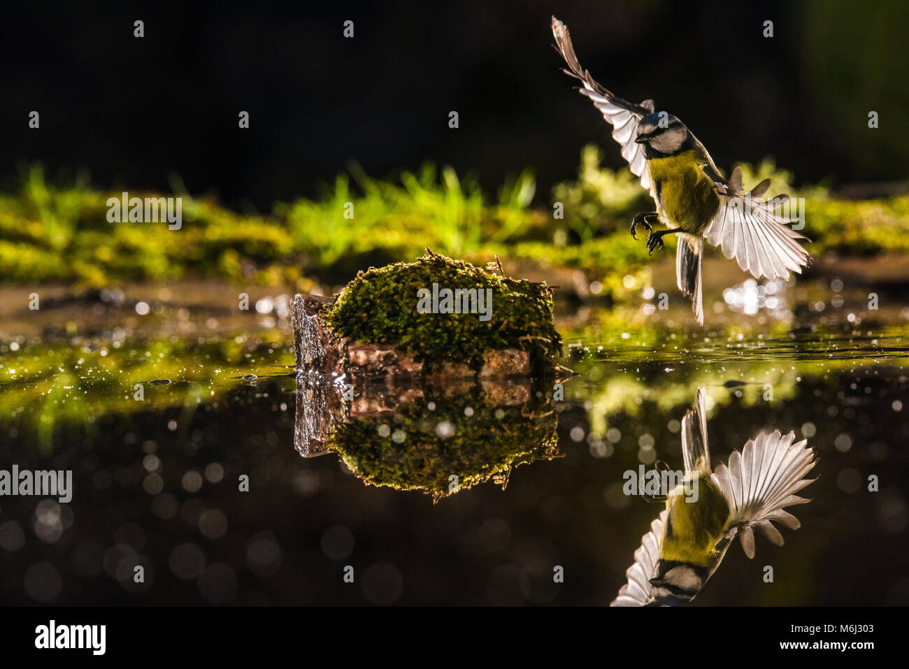 High speed photography.Flying birds landing Stock Photo - Alamy
