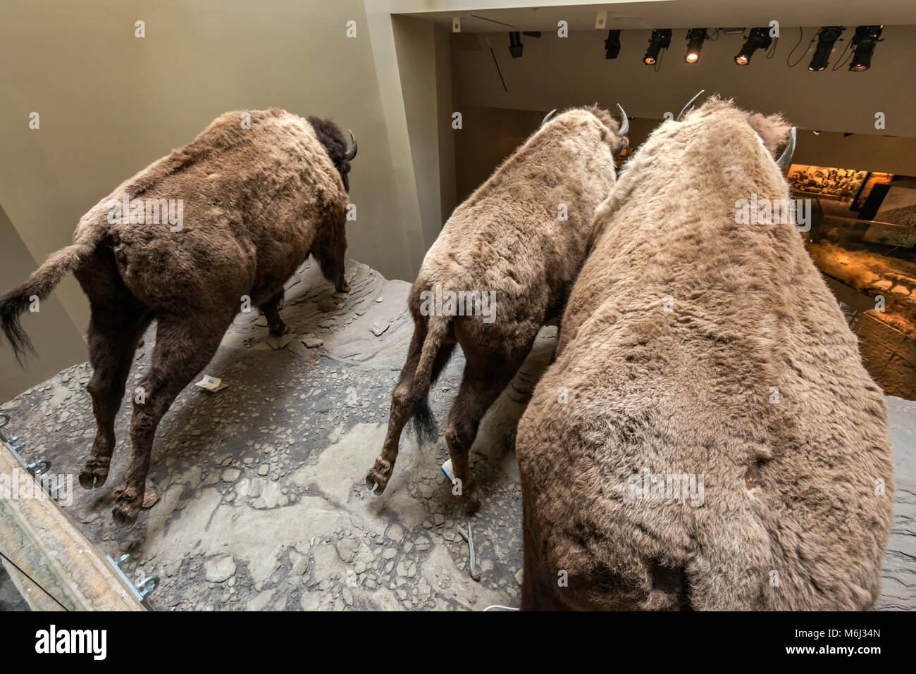 Buffalo jump cliffs diorama, hunted by Blackfoot Native Tribes, Head ...