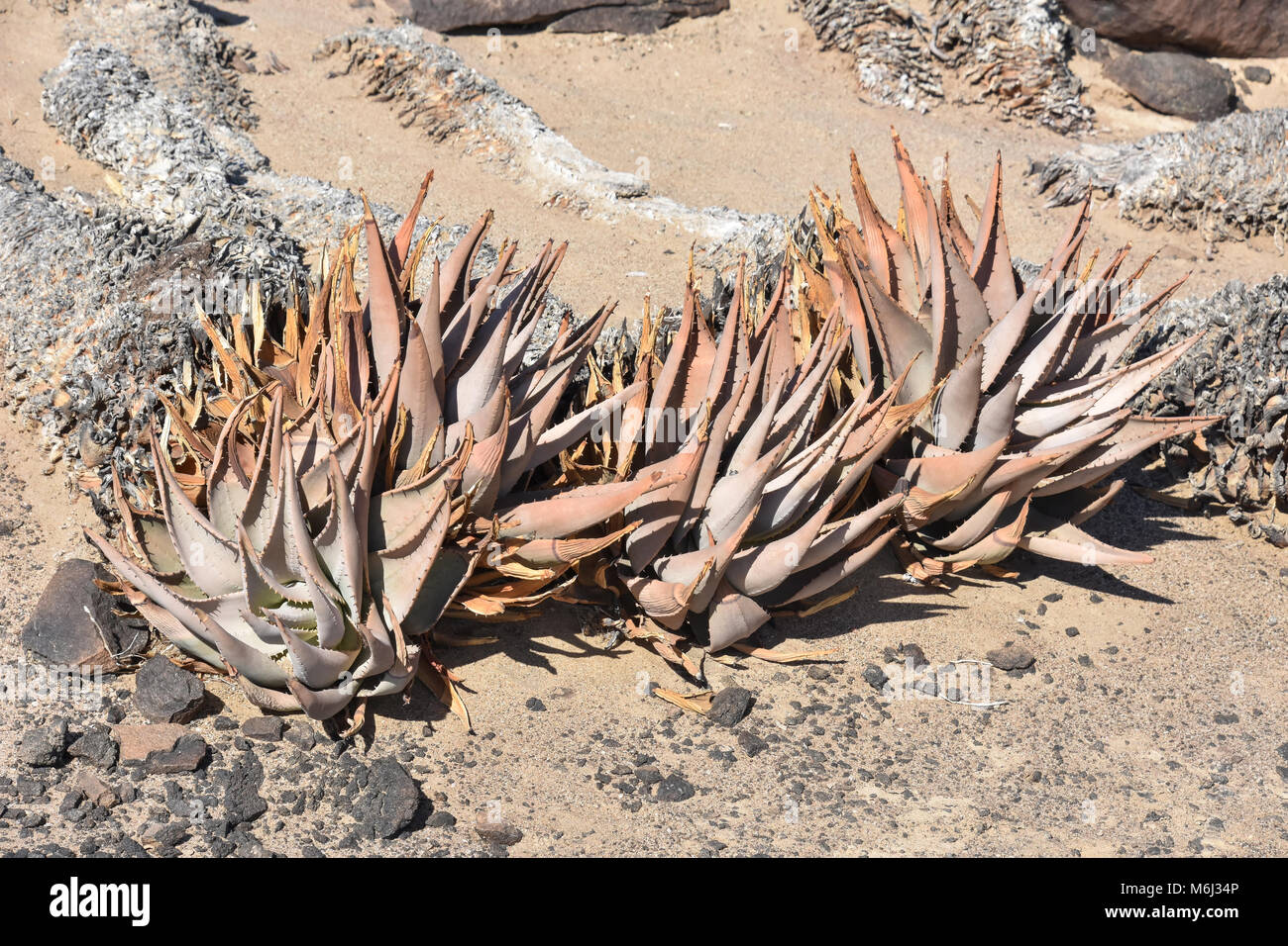 Aloe plants in the desert near the coastal town of Swakopmund at the ...