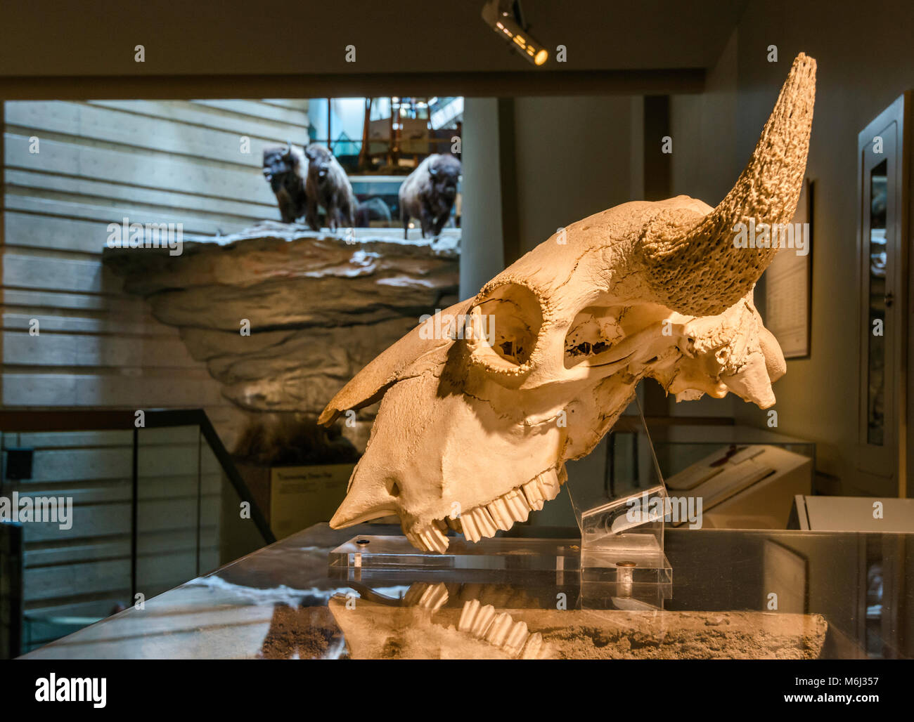 Buffalo skull, The Buffalo Hunt section at Head-Smashed-In Buffalo Jump ...
