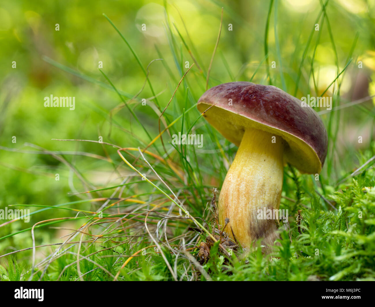 Red cracking bolete, Xerocomellus chrysenteron Stock Photo - Alamy