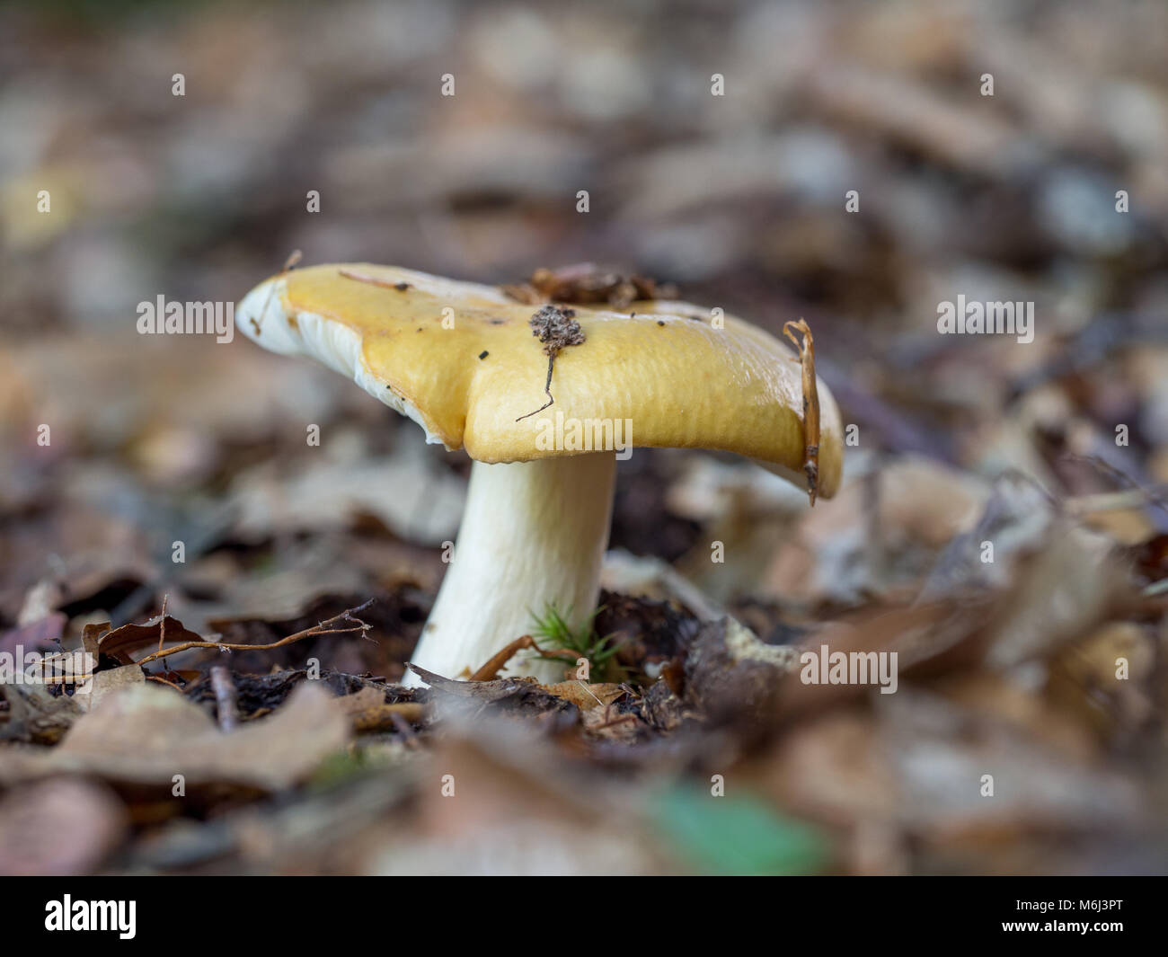 Common Yellow Russula, Russula ochroleuca Stock Photo - Alamy