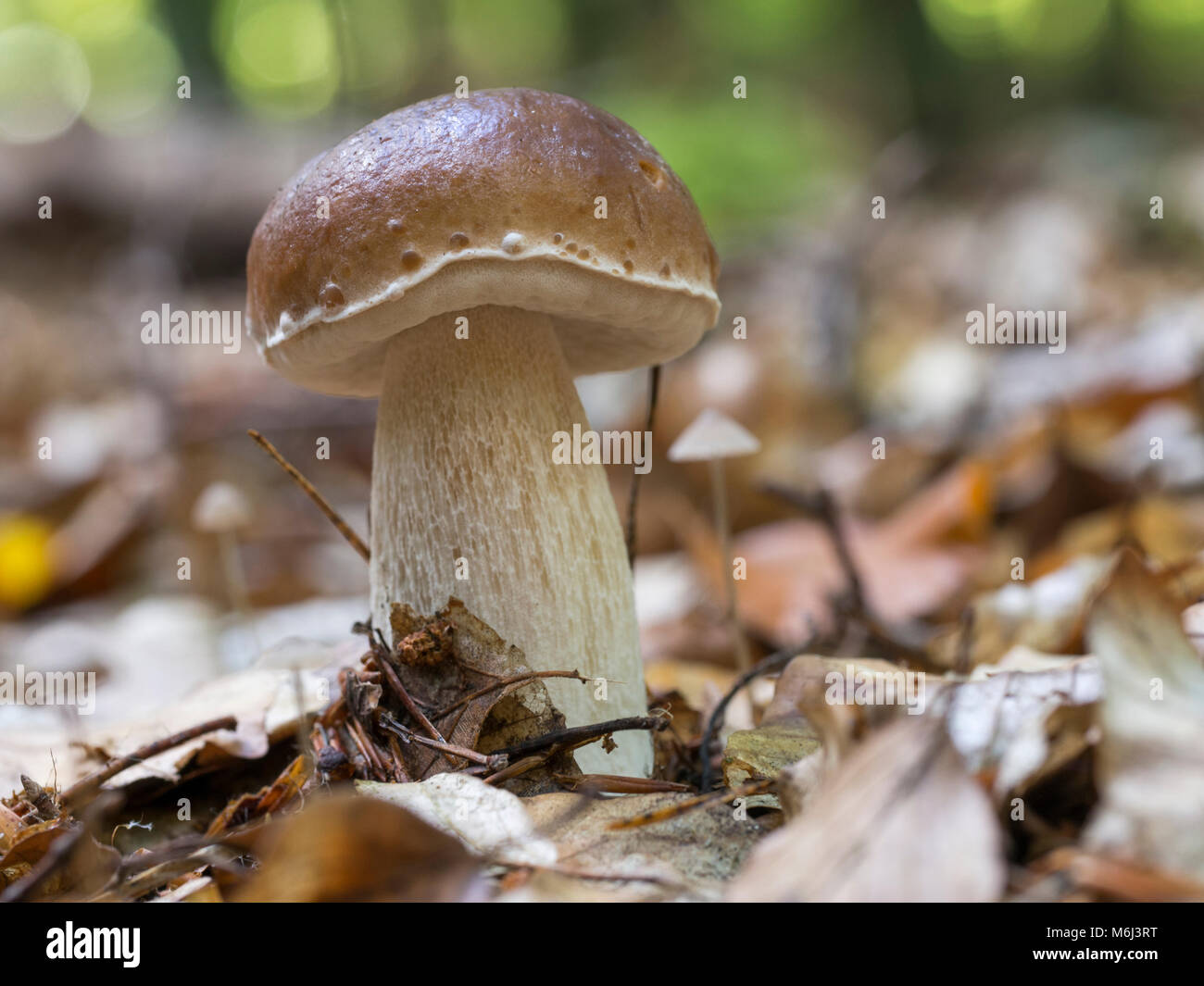 King bolete, Boletus edulis Stock Photo - Alamy