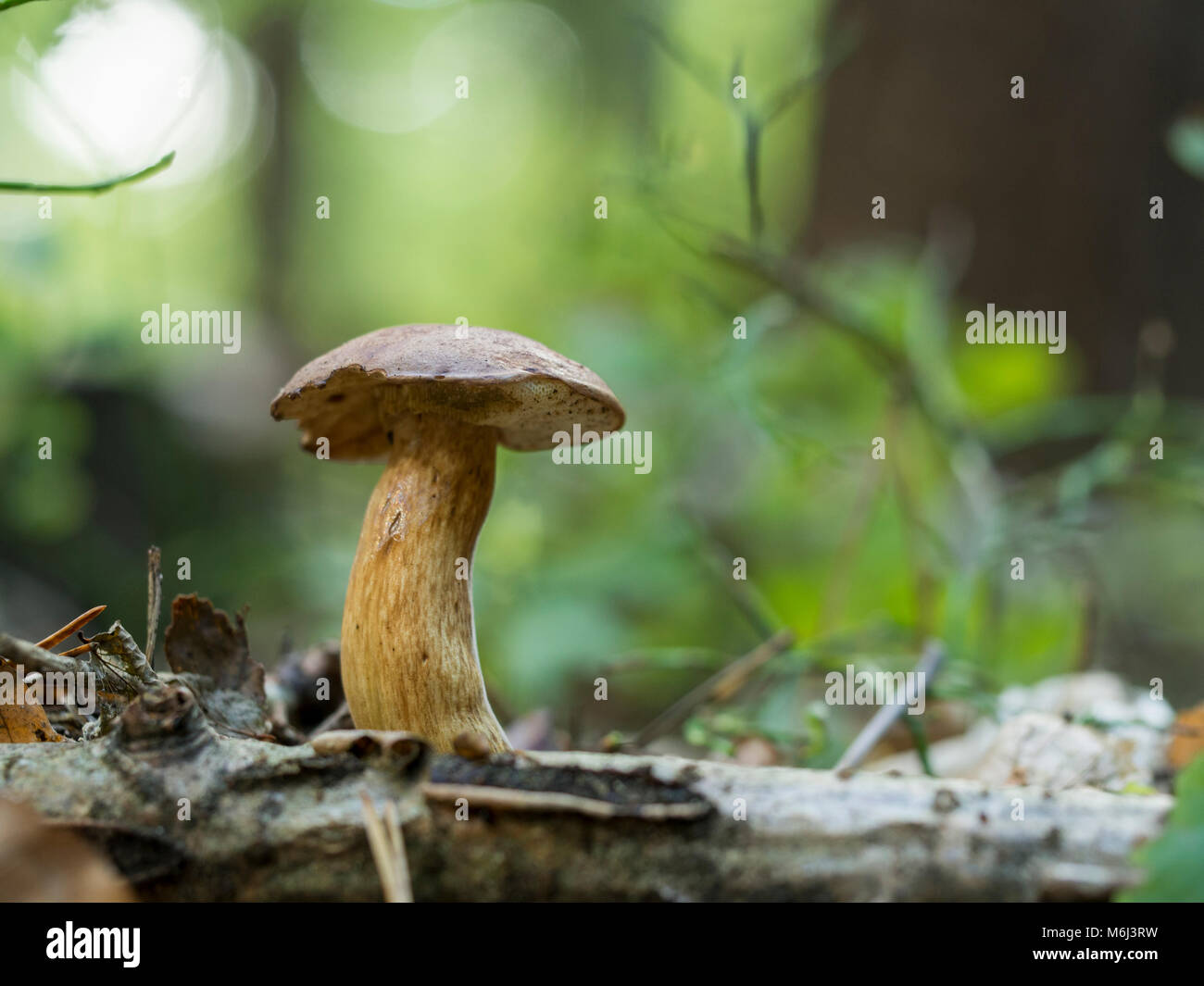 Bay bolete, Imleria badia Stock Photo - Alamy