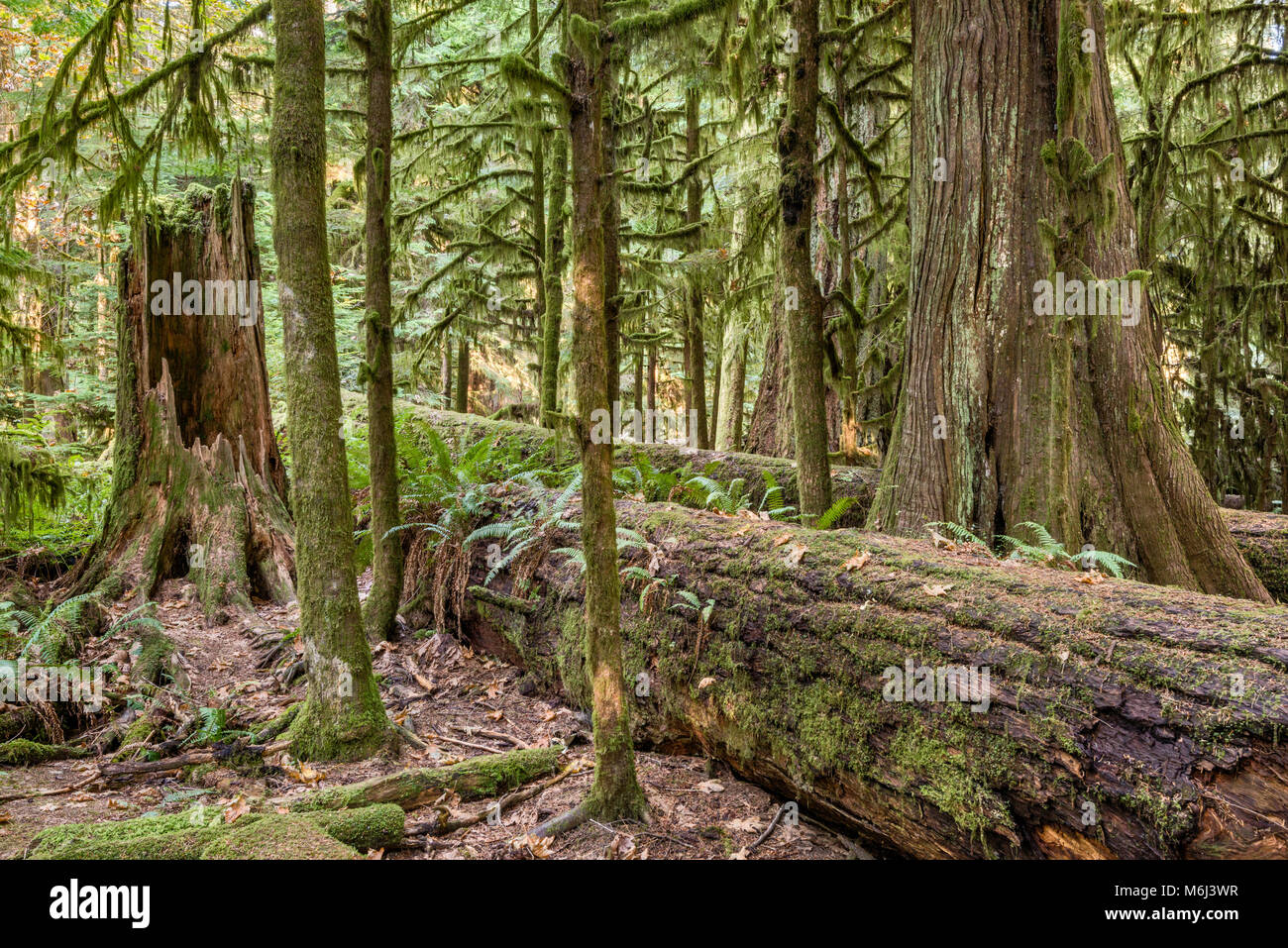 Rain forest british columbia canada cathedral grove old growth forest ...