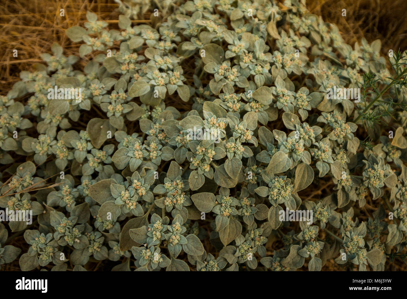 Cheeseboro hi-res stock photography and images - Alamy