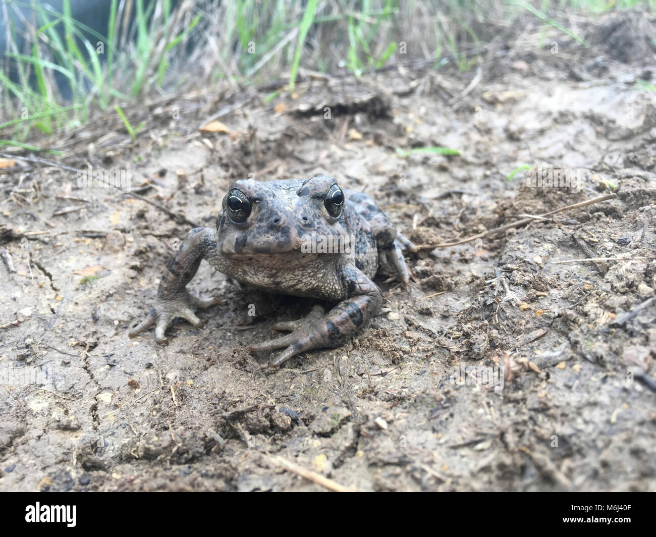 Western Toad adult Stock Photo - Alamy