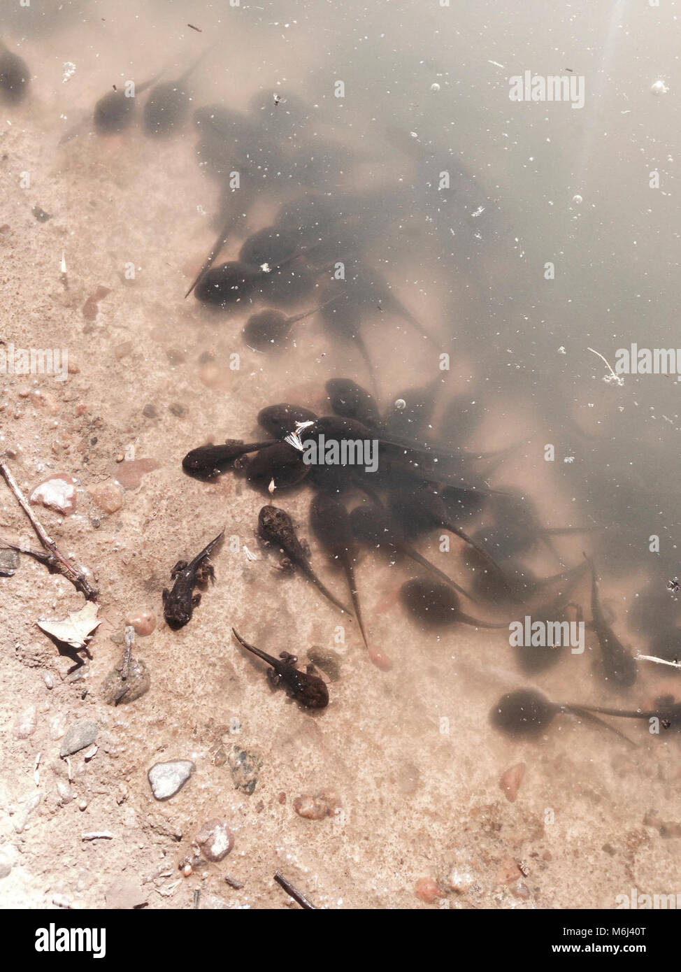 Western Toad tadpoles Stock Photo - Alamy