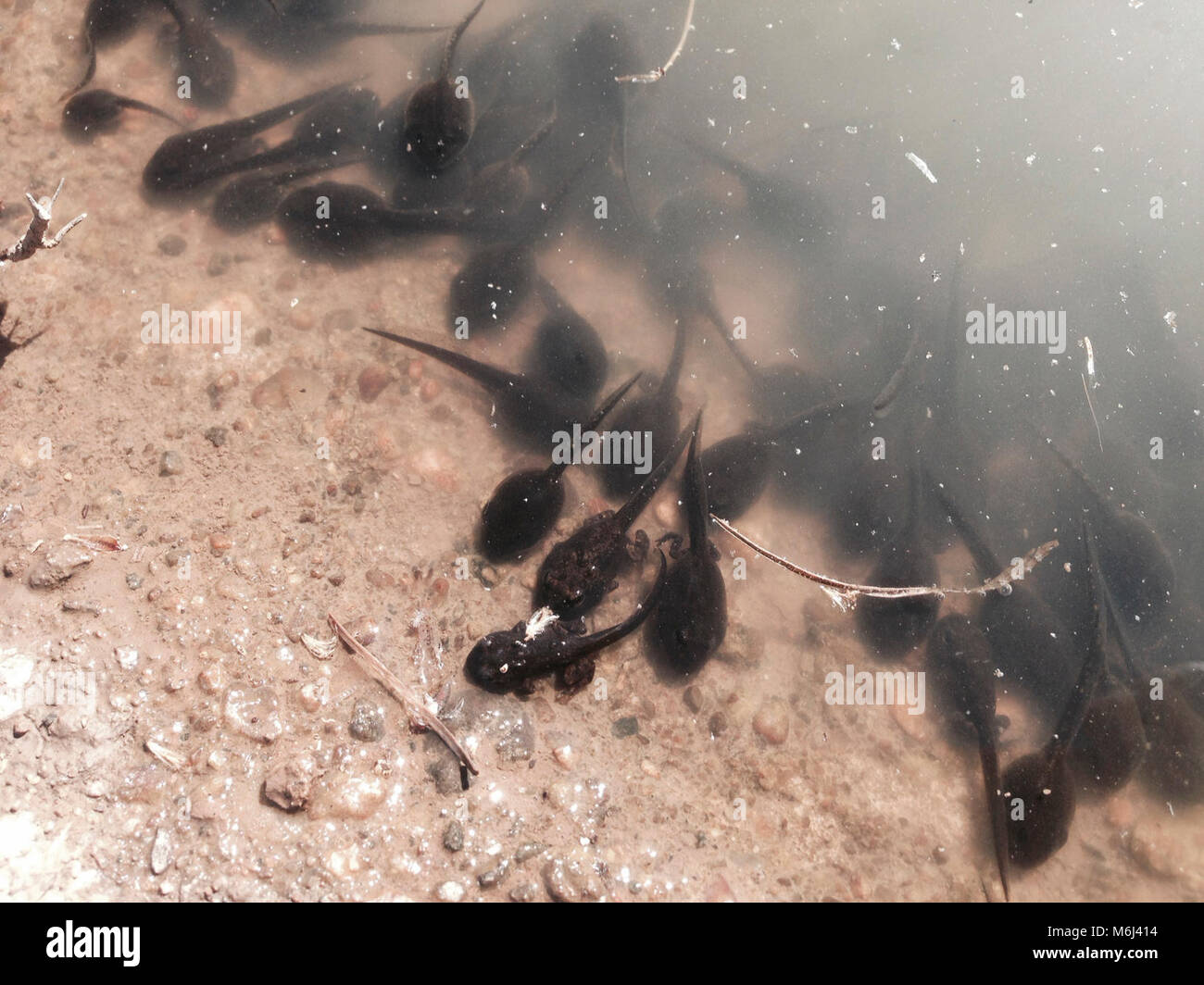 Western Toad tadpoles Stock Photo - Alamy