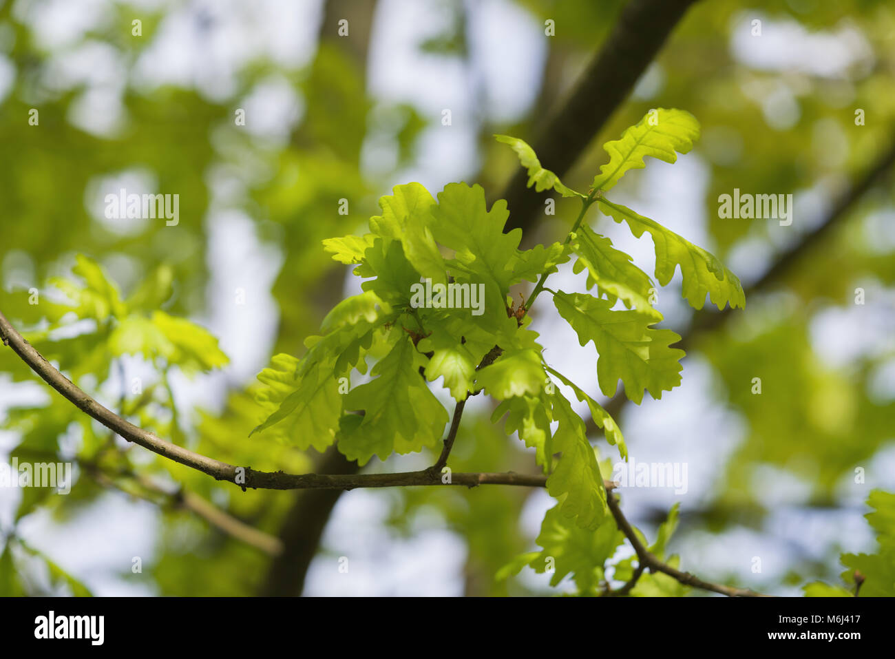 young green oak leaves on a spring day Stock Photo - Alamy