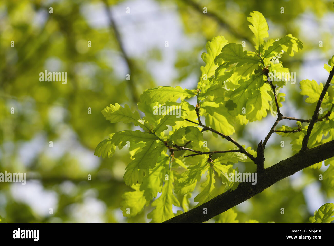 Young spring leaves on hi-res stock photography and images - Alamy