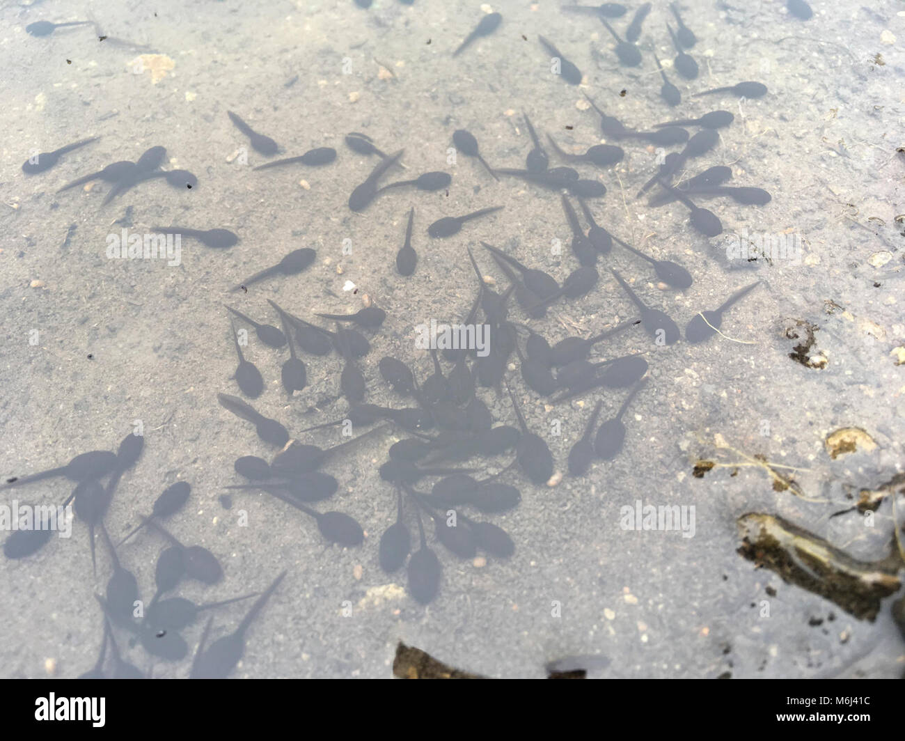 Western Toad tadpoles Stock Photo - Alamy