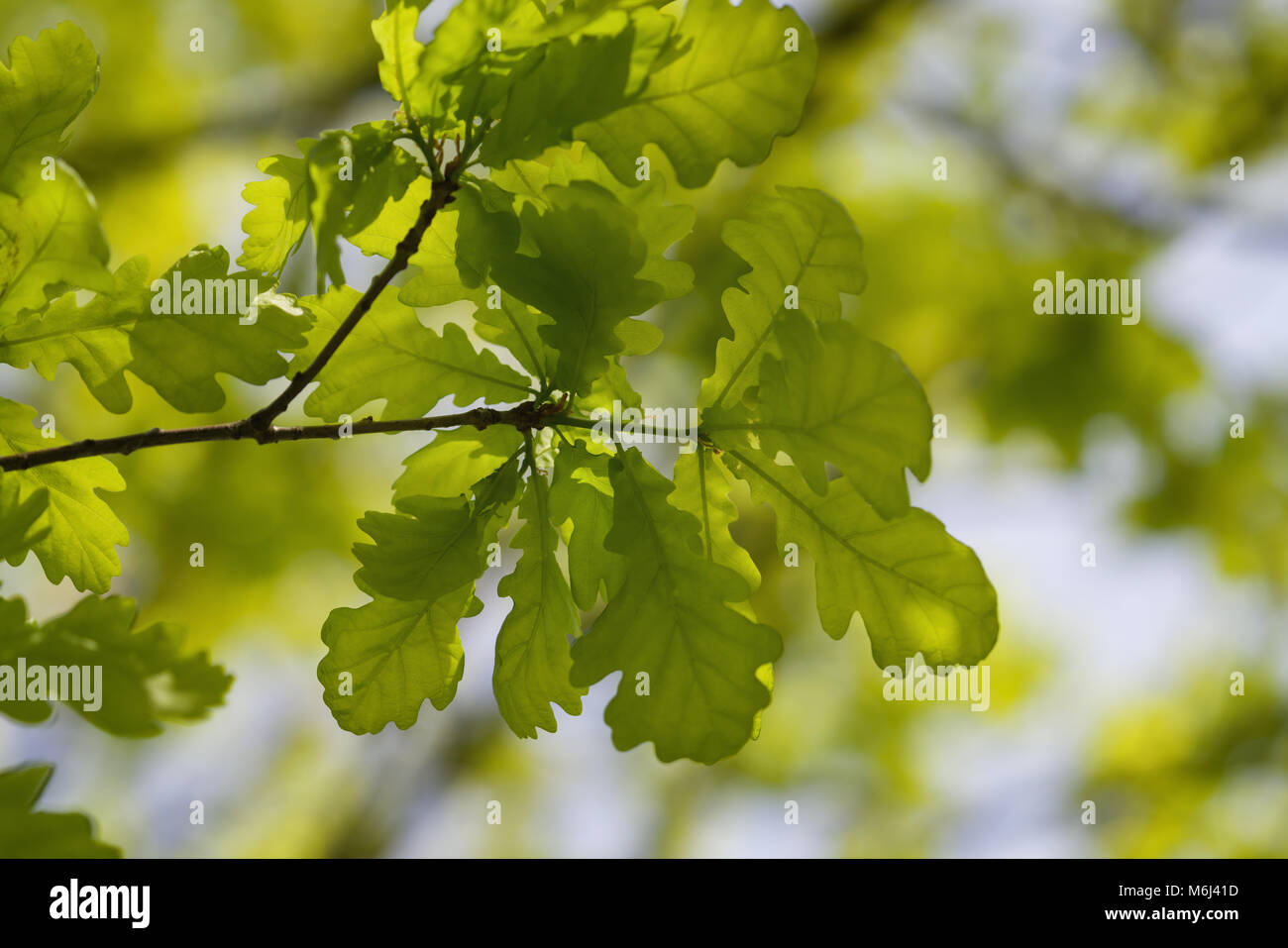 Young spring leaves on hi-res stock photography and images - Alamy