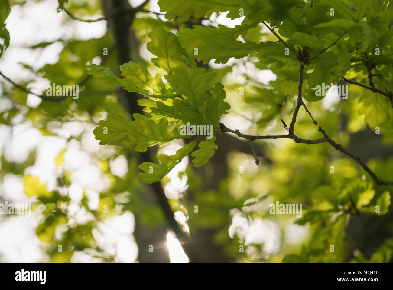 Young oak tree leaves hi-res stock photography and images - Alamy