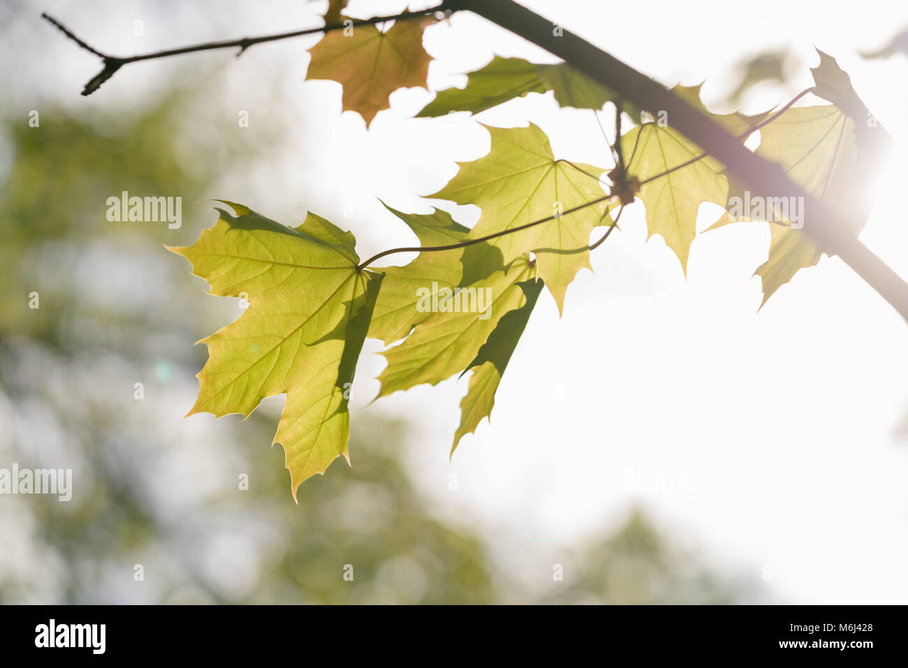 Maple branch young leaves in hi-res stock photography and images - Alamy
