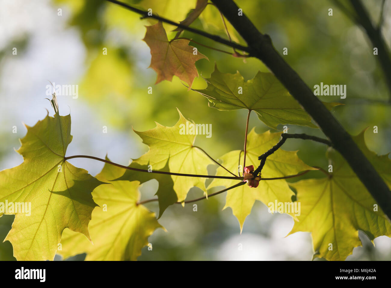 Maple branch young leaves in hi-res stock photography and images - Alamy