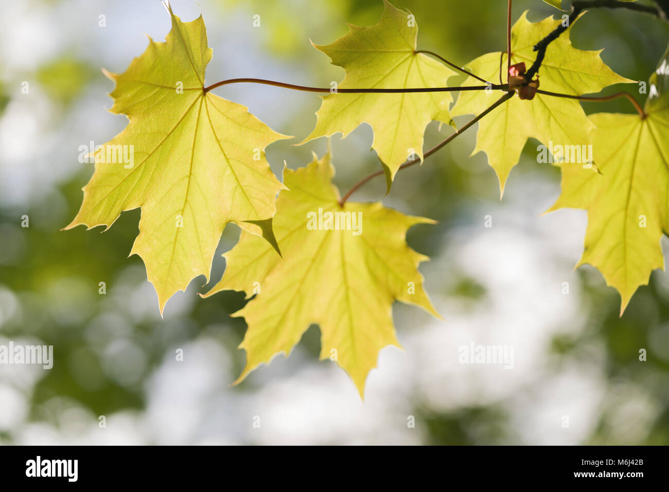 Maple branch young leaves in hi-res stock photography and images - Alamy