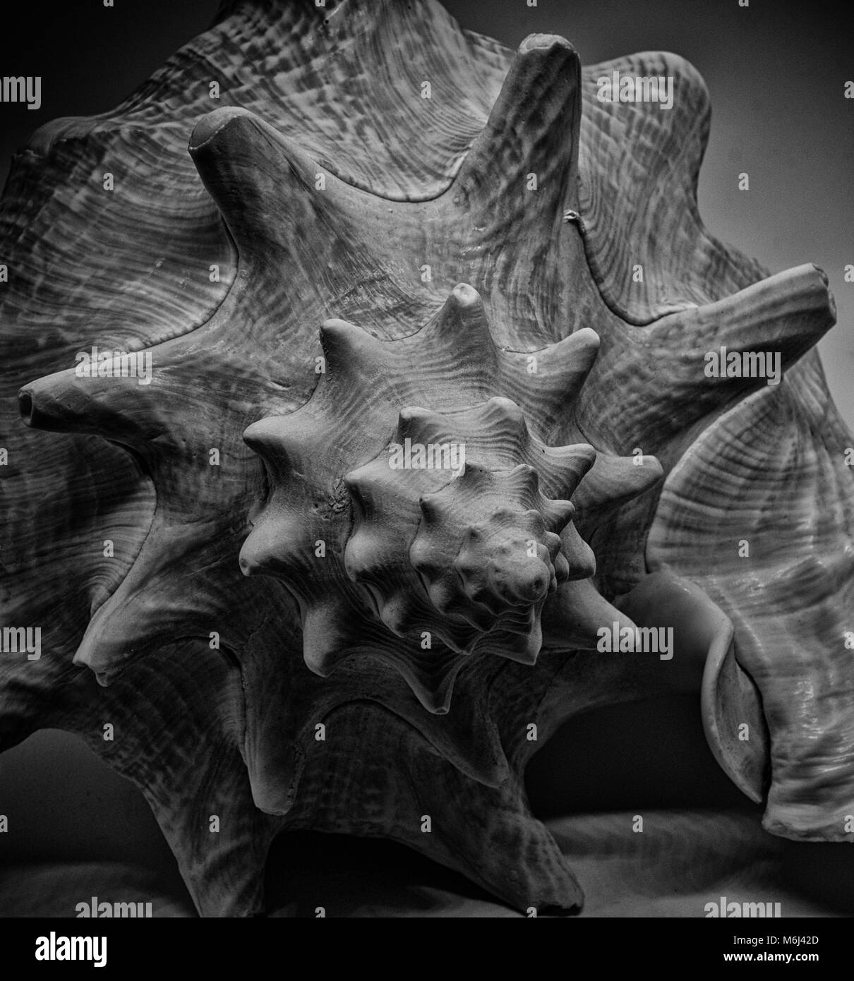 Mother of pearl texture Black and White Stock Photos & Images - Alamy