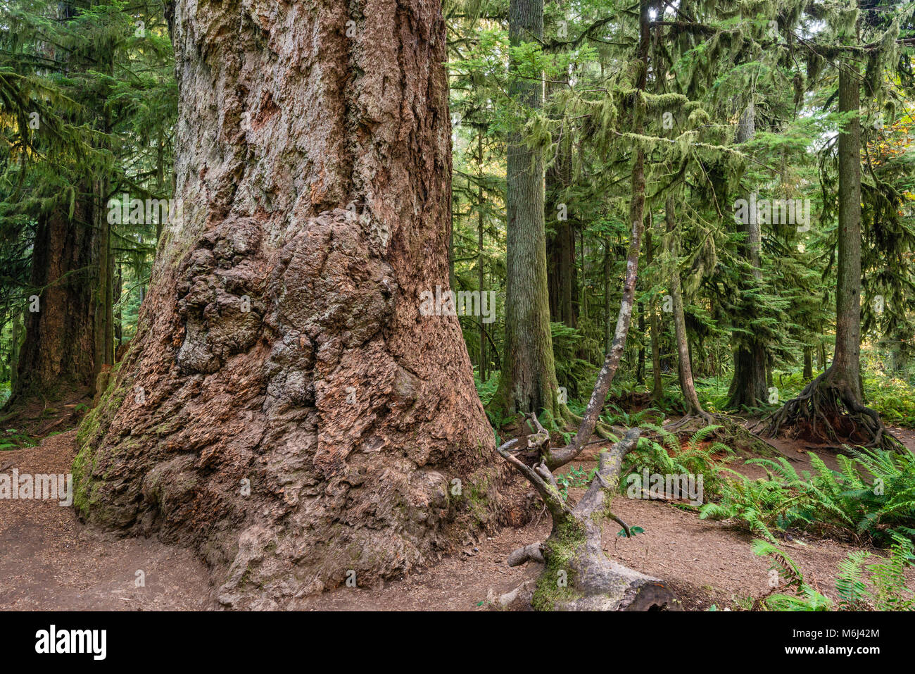 Rain forest british columbia canada cathedral grove old growth forest ...