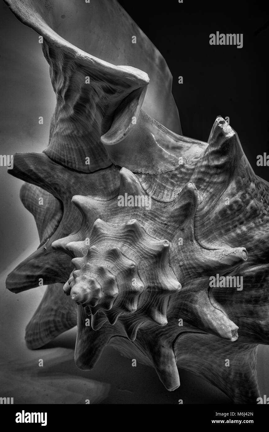 Spiral shells Black and White Stock Photos & Images - Alamy