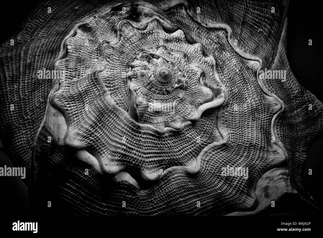 Edward weston Black and White Stock Photos & Images - Alamy