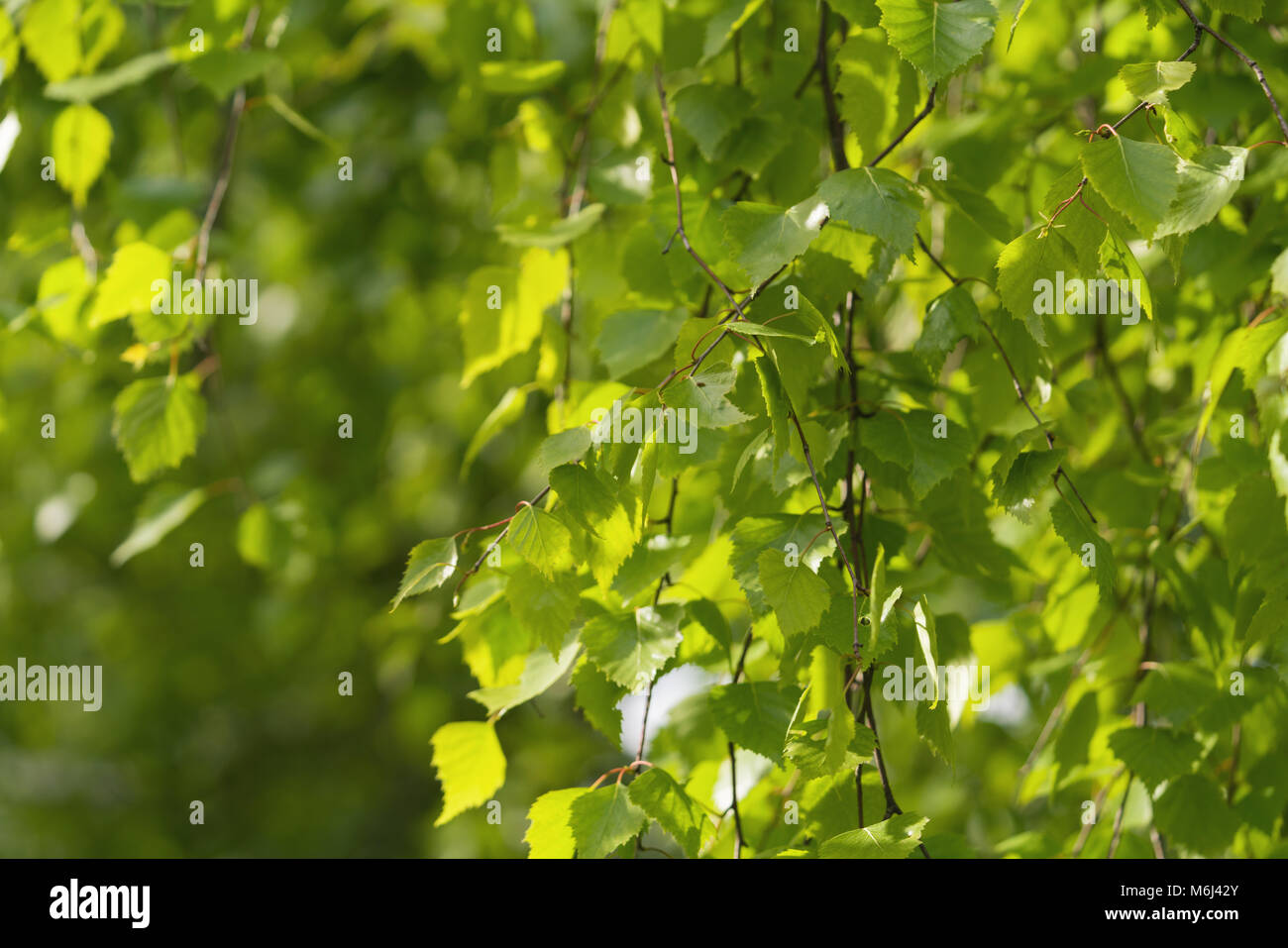 Young green birch tree hi-res stock photography and images - Alamy