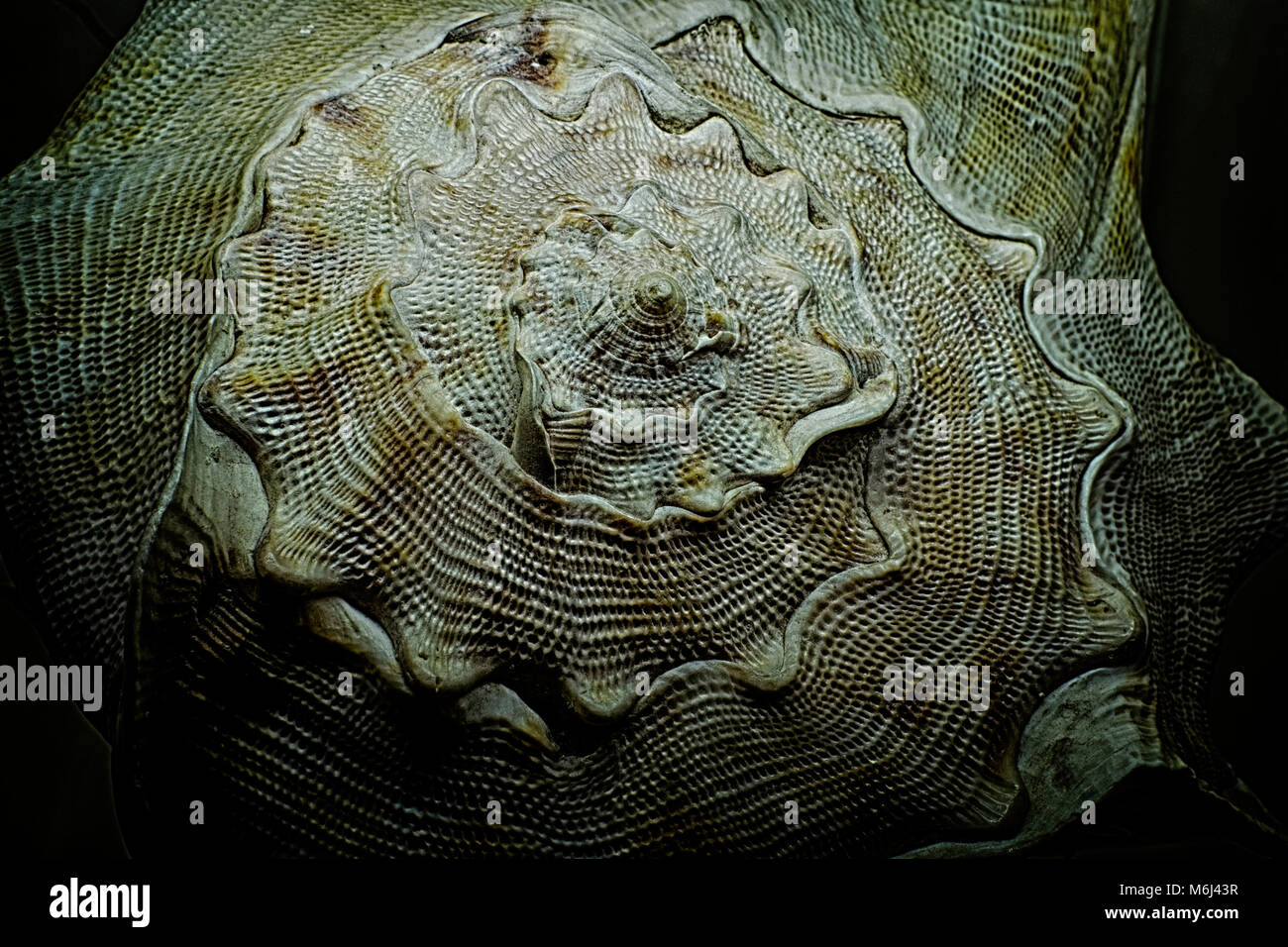 Valvatiform hi-res stock photography and images - Alamy