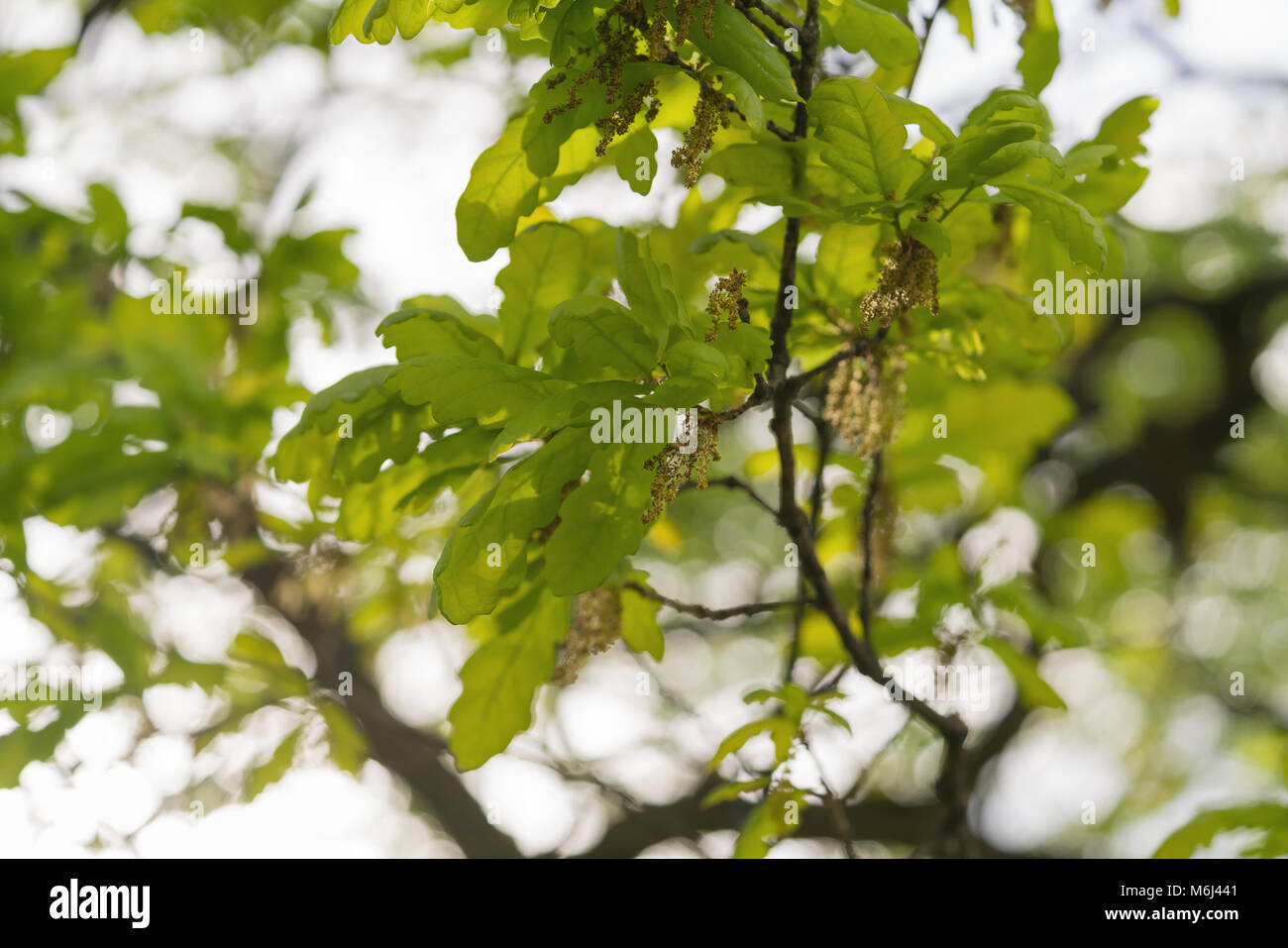young green oak leaves on a spring day Stock Photo - Alamy