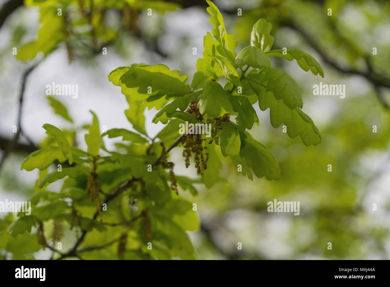 young green oak leaves on a spring day Stock Photo - Alamy