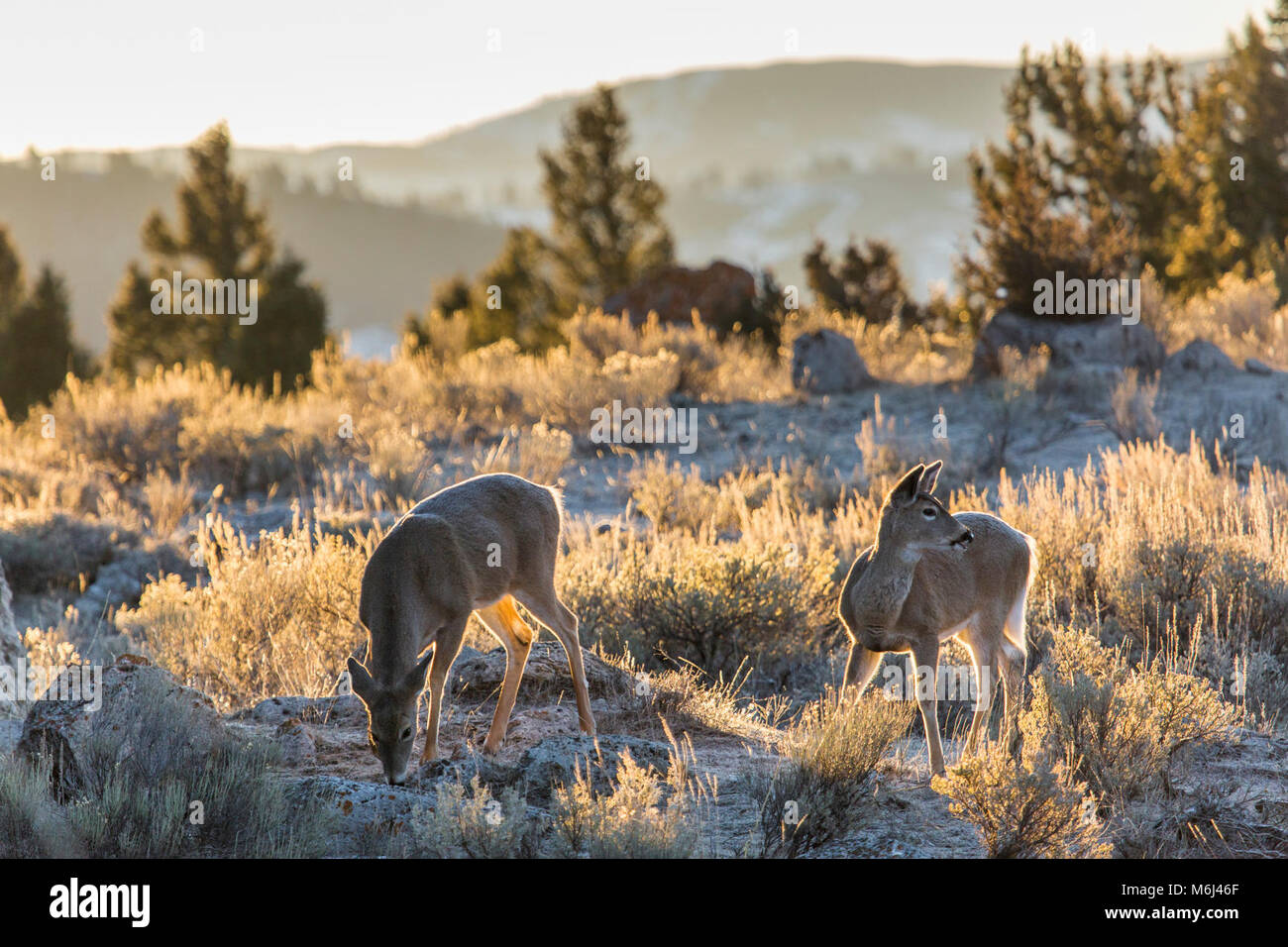 White-tailed deer, Mammoth Hot Springs Stock Photo - Alamy