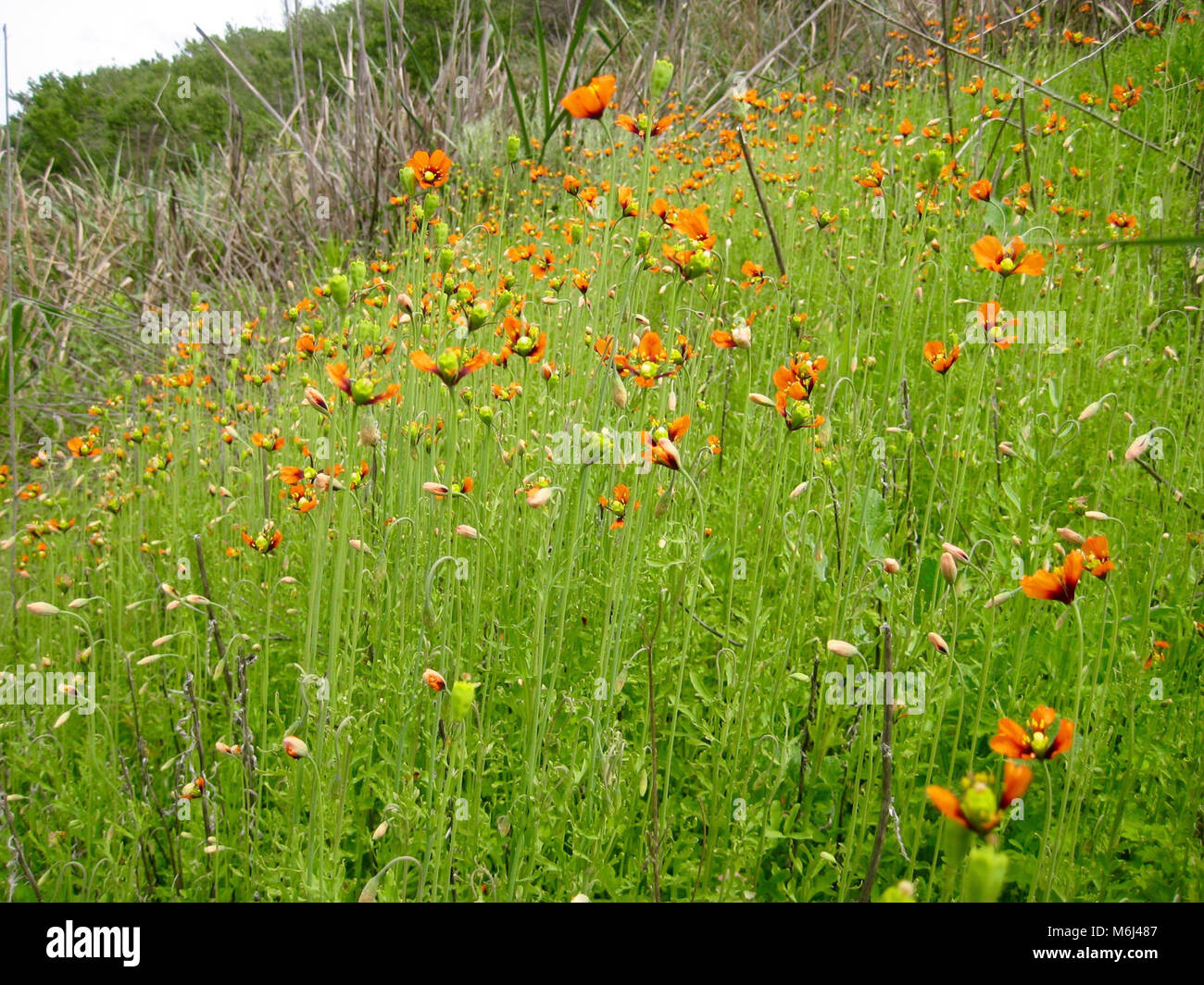 Wind Poppy. Papaver heterophylla Stock Photo - Alamy