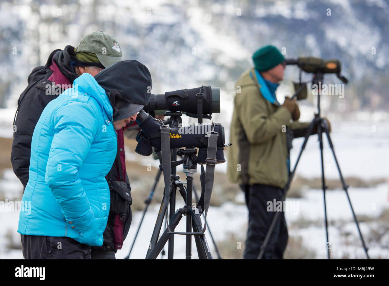 Watching wolf yellowstone hi-res stock photography and images - Alamy
