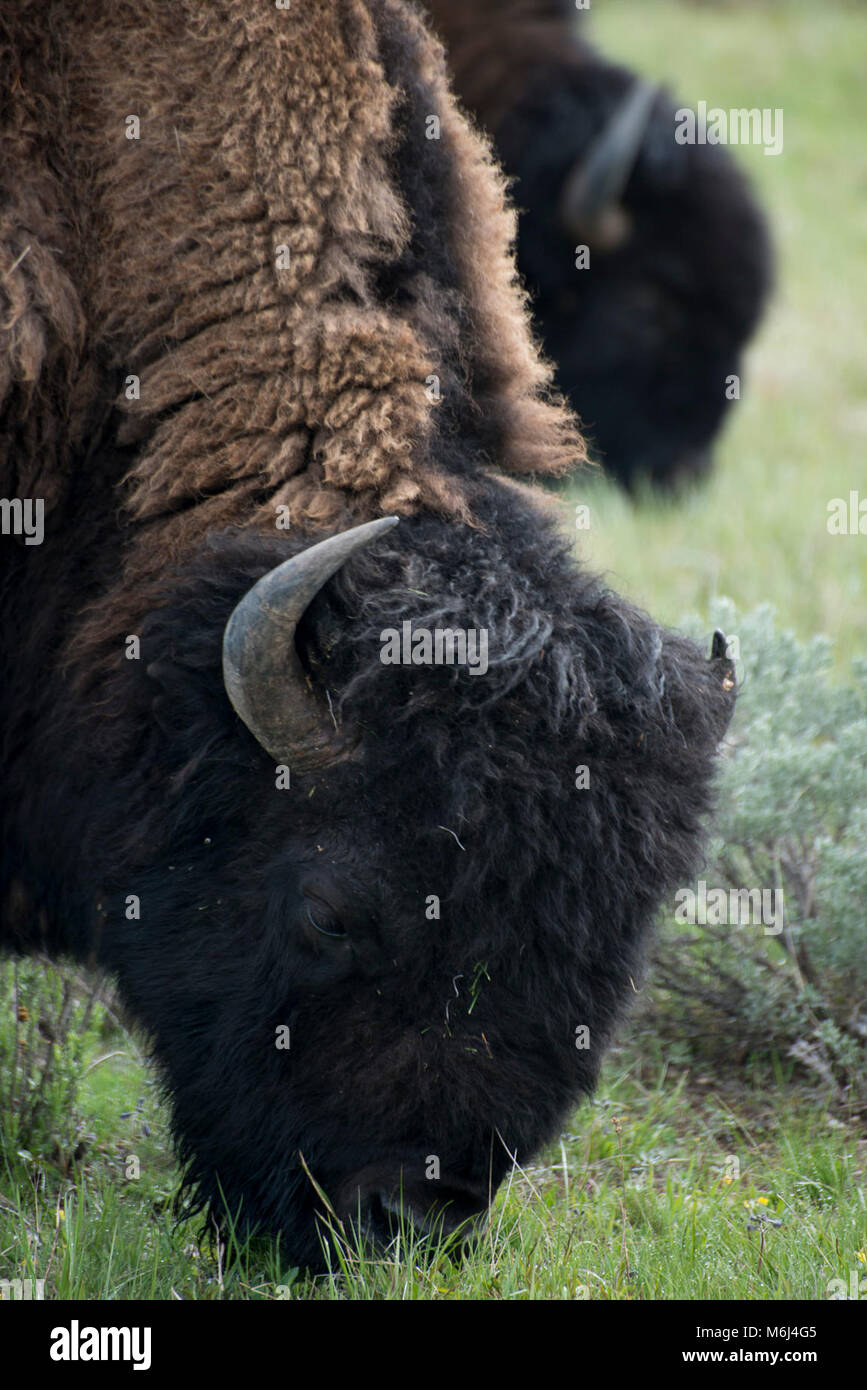 Yellowstone conservation history hi-res stock photography and images ...