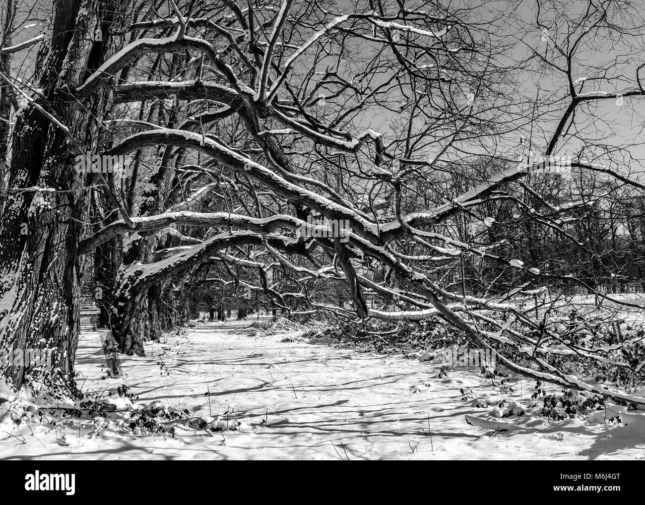Black and white Lime tree in the winter snow Stock Photo - Alamy