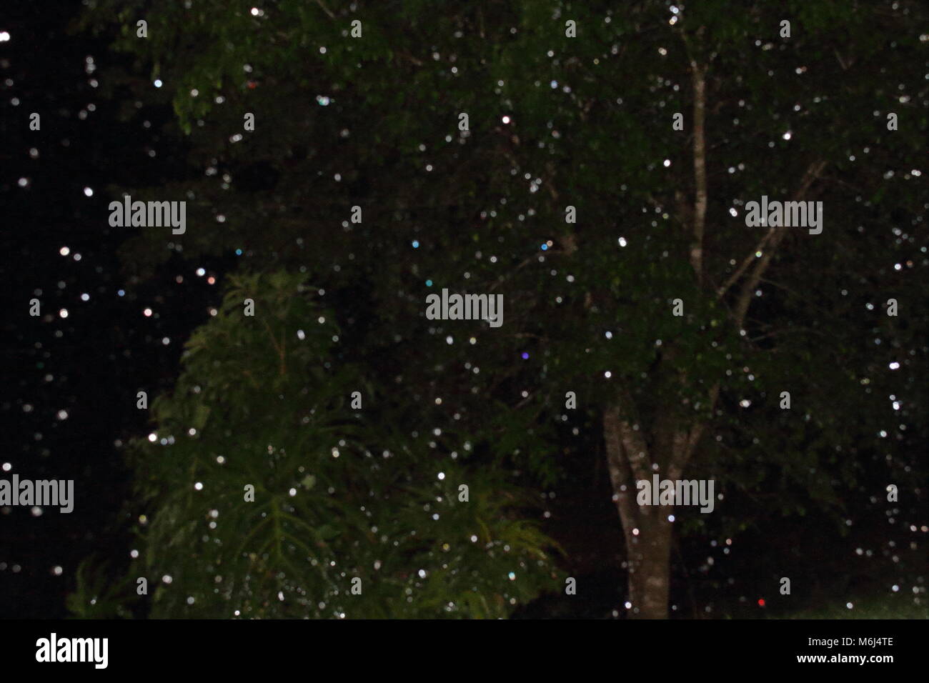 Trees in rain night hi-res stock photography and images - Alamy