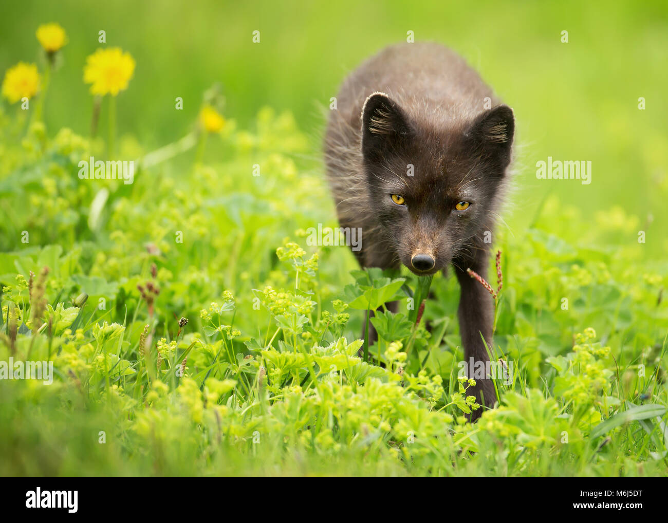 Adult blue morph arctic fox in the meadow with flowers, summer in ...