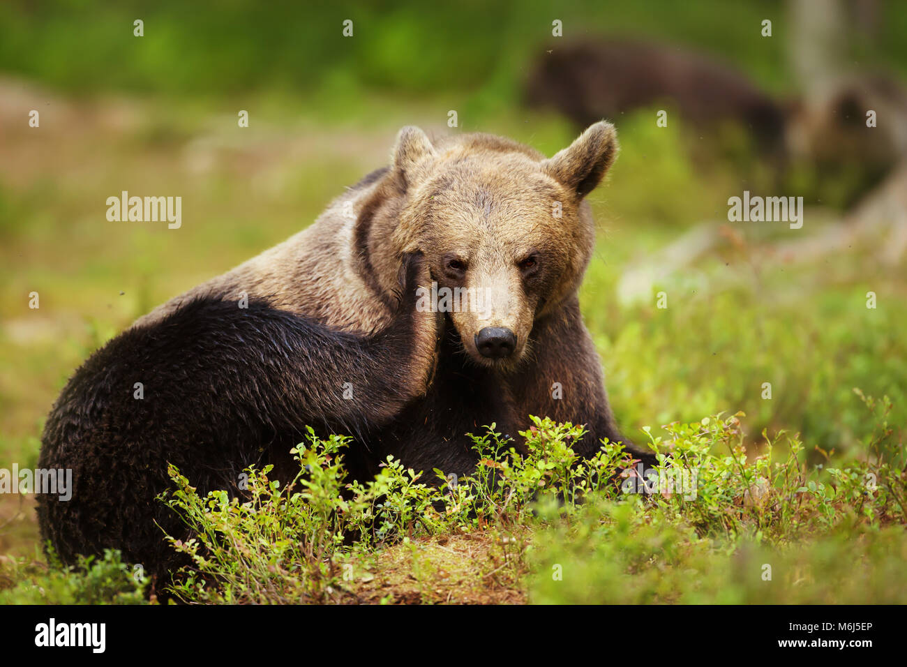 Bear scratching hi-res stock photography and images - Alamy