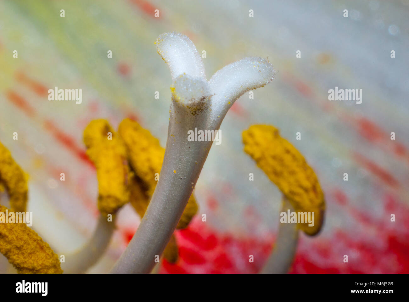 Pistil of a flower taken in macro Stock Photo - Alamy