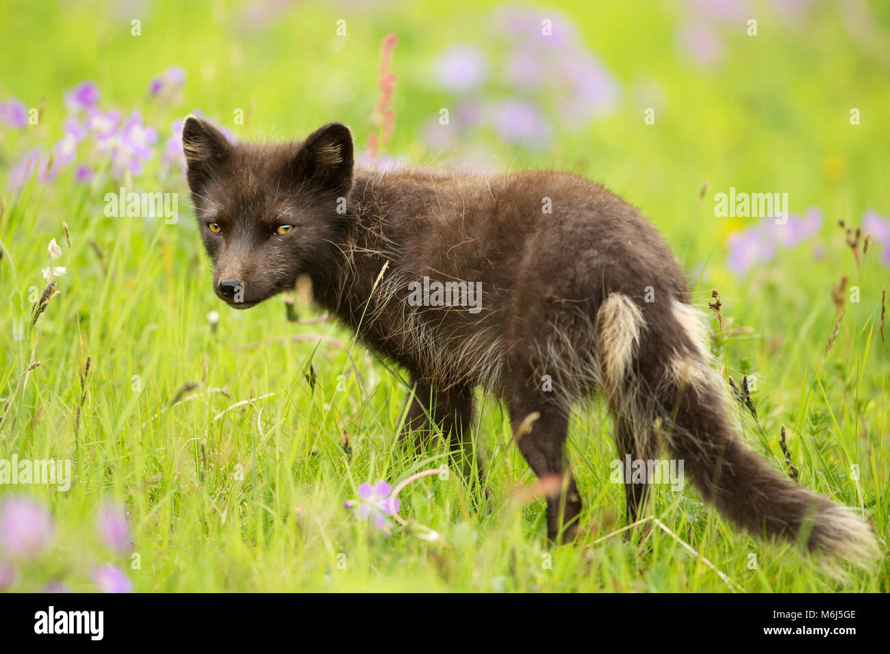 Arctic fox summer hi-res stock photography and images - Alamy