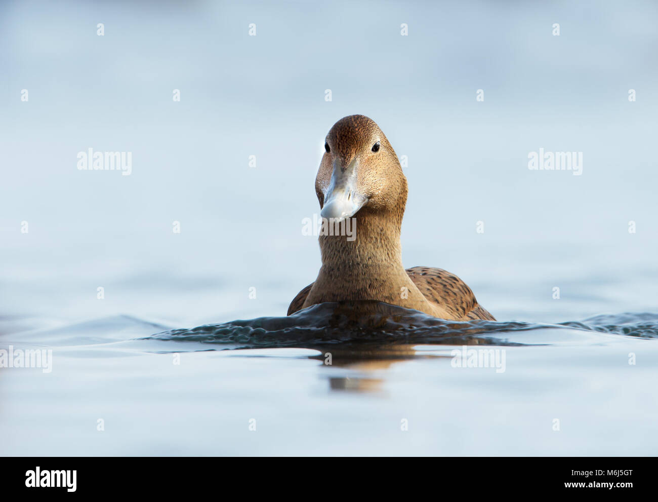 Close-up of a female common eider, Norway Stock Photo - Alamy