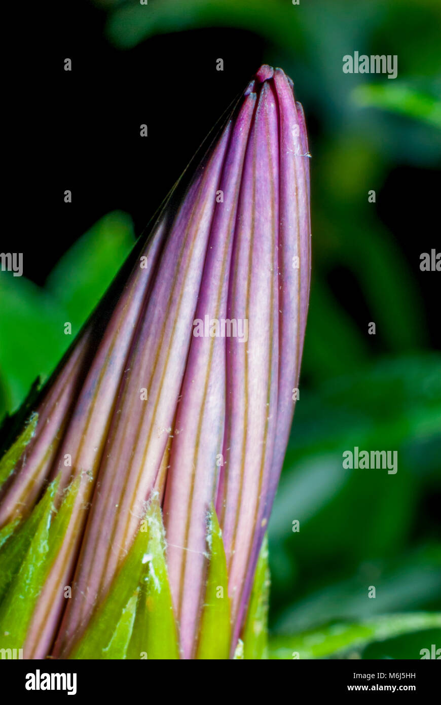 Flower not yet bloomed taken in close-up Stock Photo - Alamy