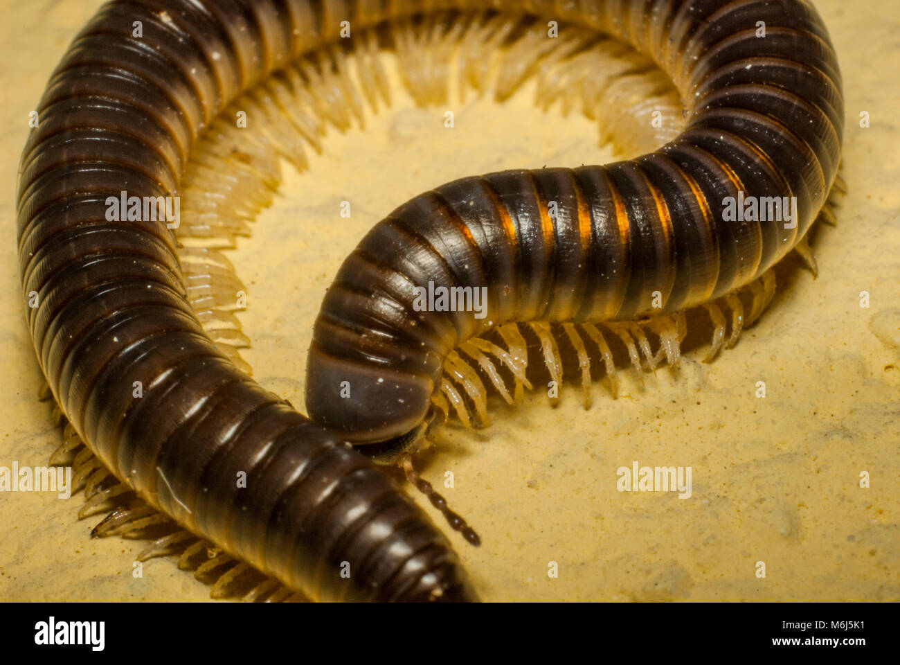 Macro photo of a shy centipede Stock Photo - Alamy