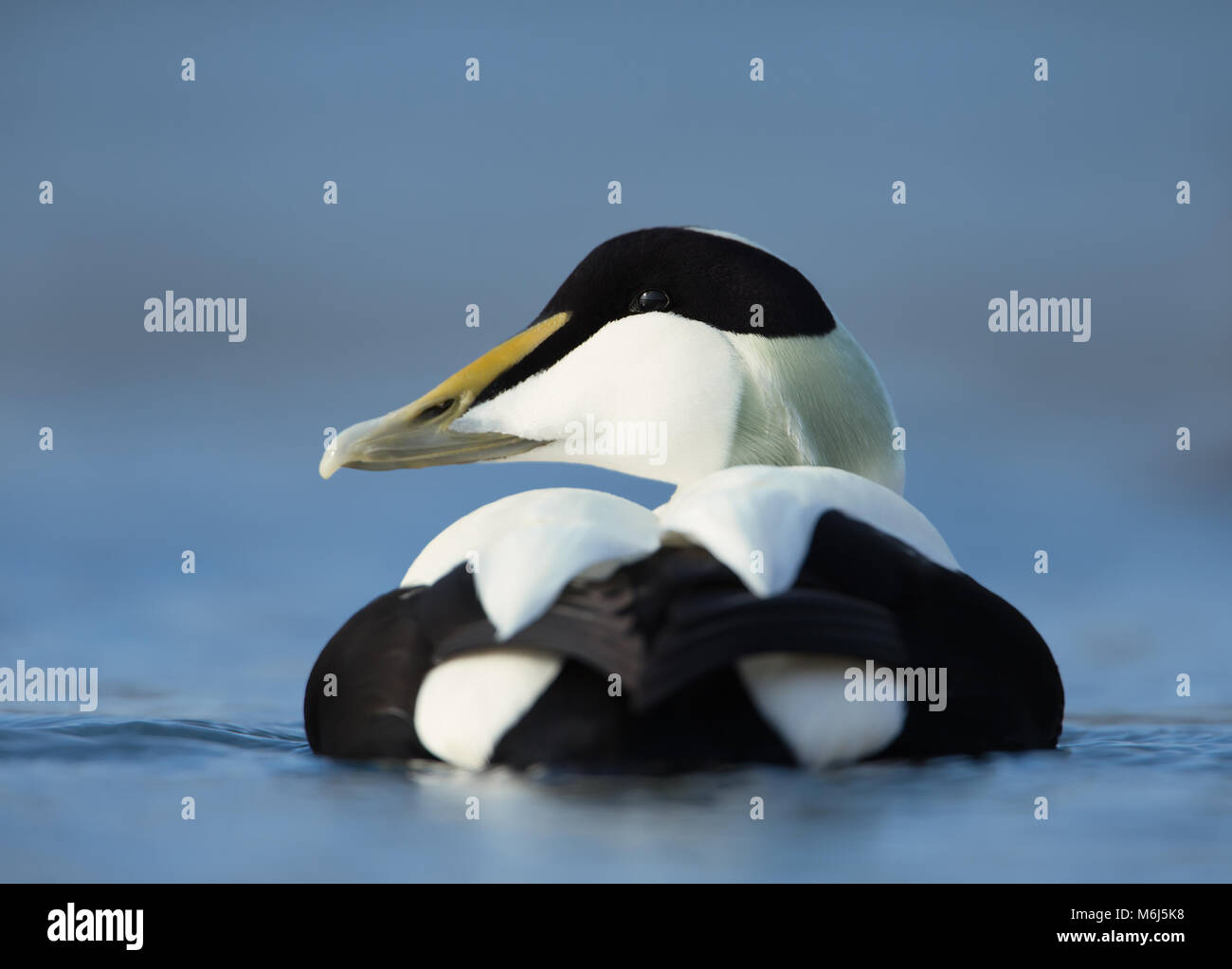 Eider male hi-res stock photography and images - Alamy
