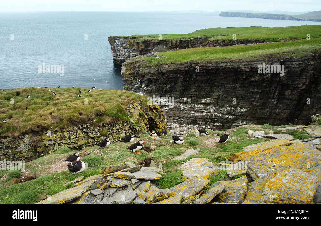 Atlantic puffin colony in Noss island, Shetlands, UK Stock Photo - Alamy