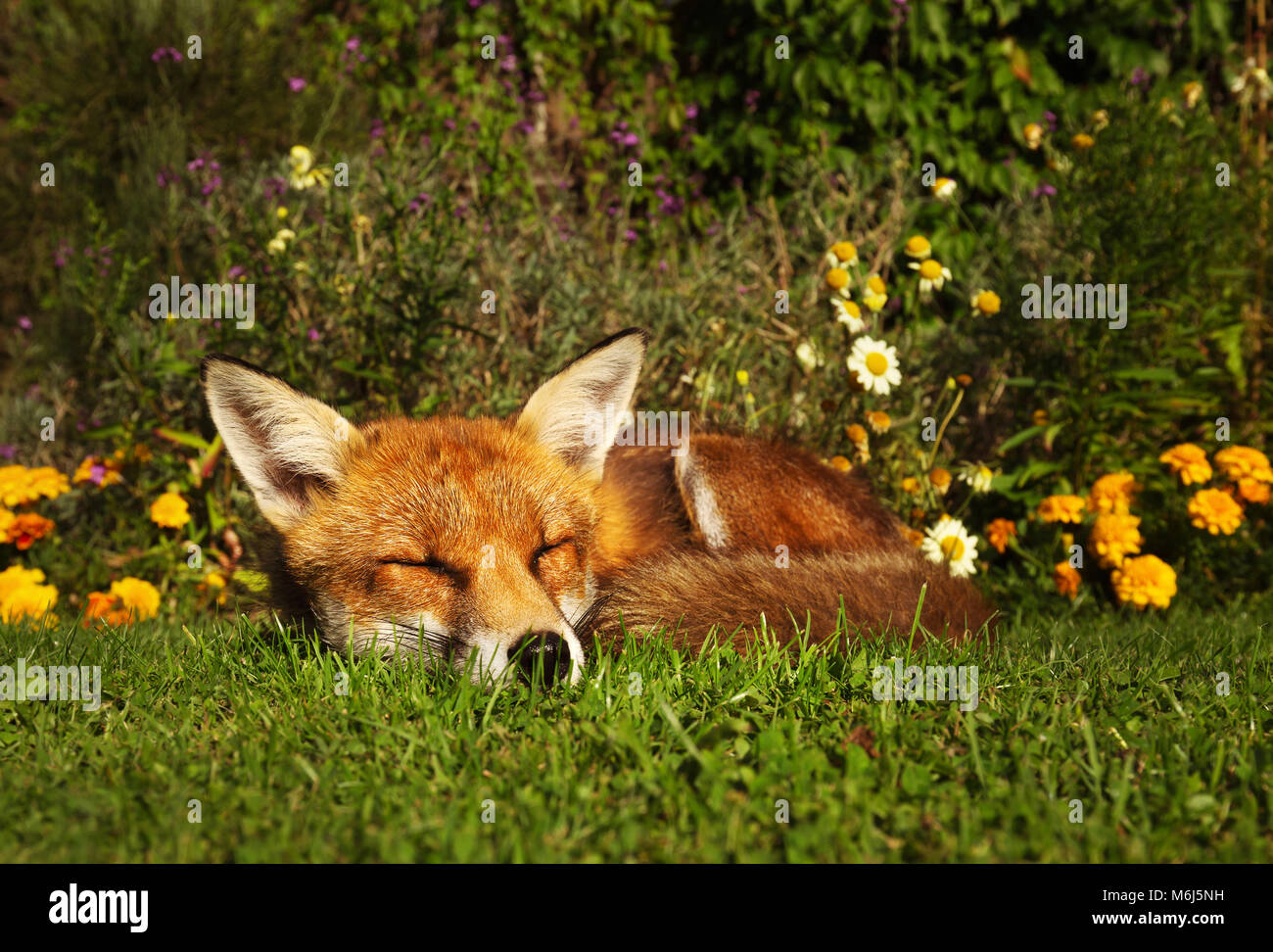 Red fox vulpes vulpes adult animal sleeping hi-res stock photography ...