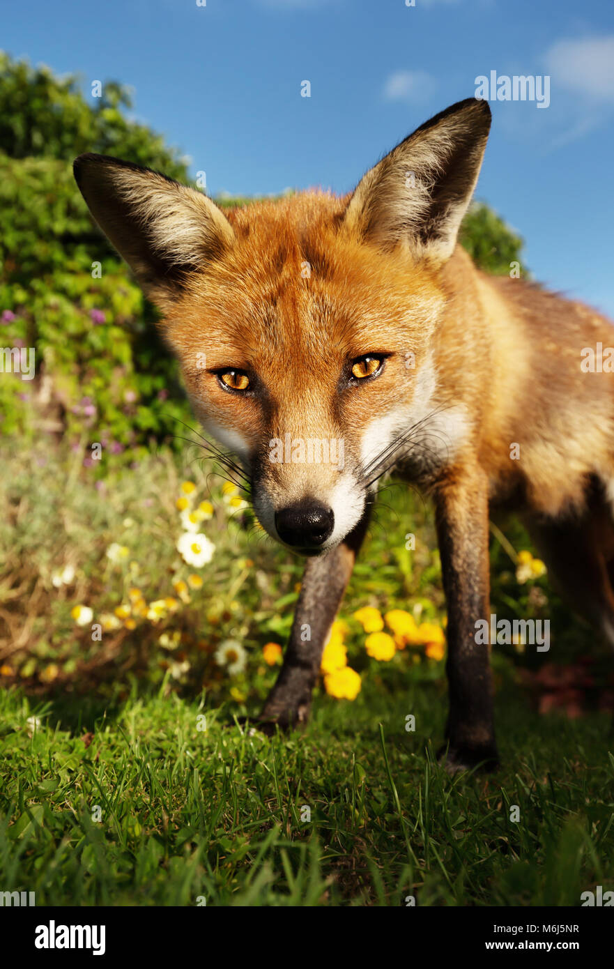 Close up of a Red fox standing in the garden with flowers, summer in UK ...