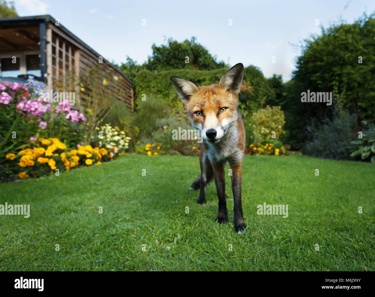 Garden and fox hi-res stock photography and images - Alamy