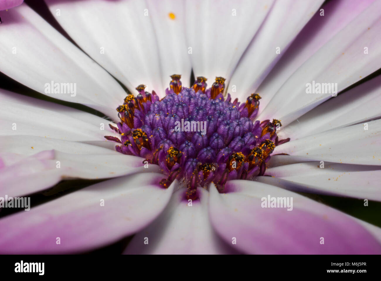 Macro photo of a blossoming daisy Stock Photo - Alamy